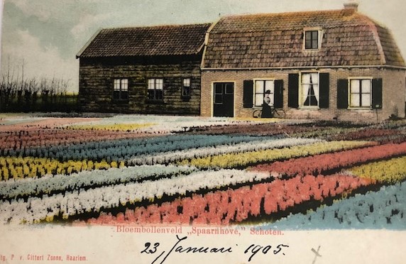 Haarlem bloemenstad, deel a - Op Hoop van Zegels